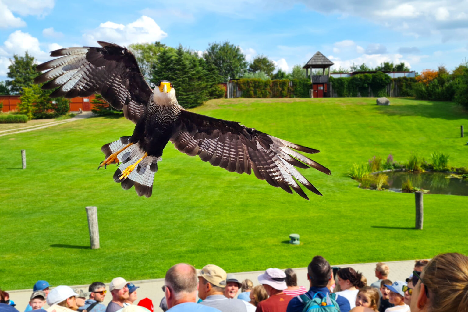 Flugshow Adler, Eulen und Co. - Vogelpark Marlow › Vogelpark Marlow